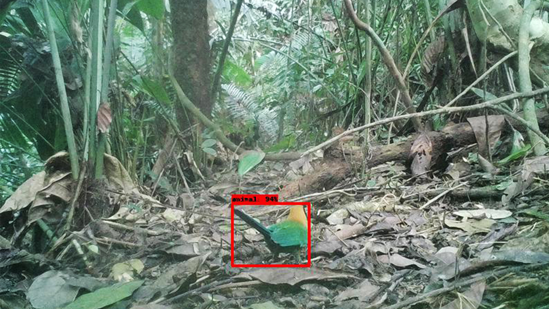 Amazon Rainforest Before Deforestation