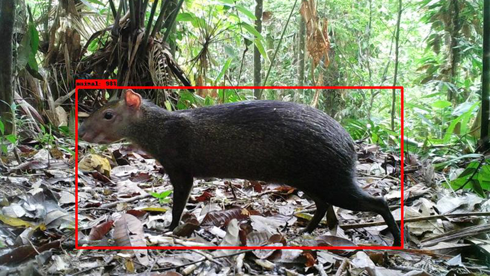 Amazon Rainforest Deforestation Animals